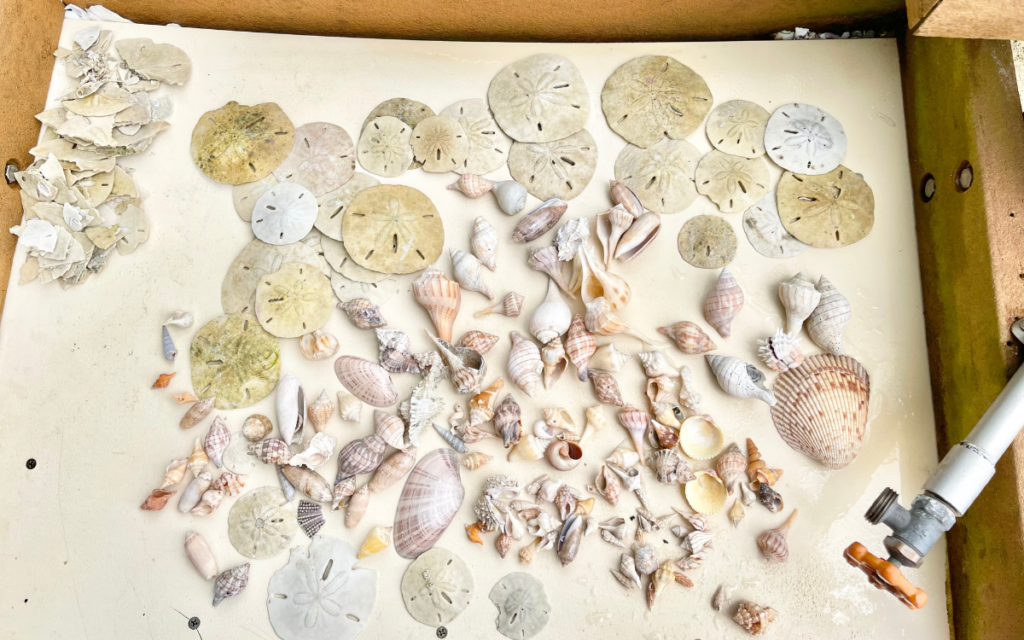 Best Beaches in Florida with Seashells (Best Shelling Spots from the ...