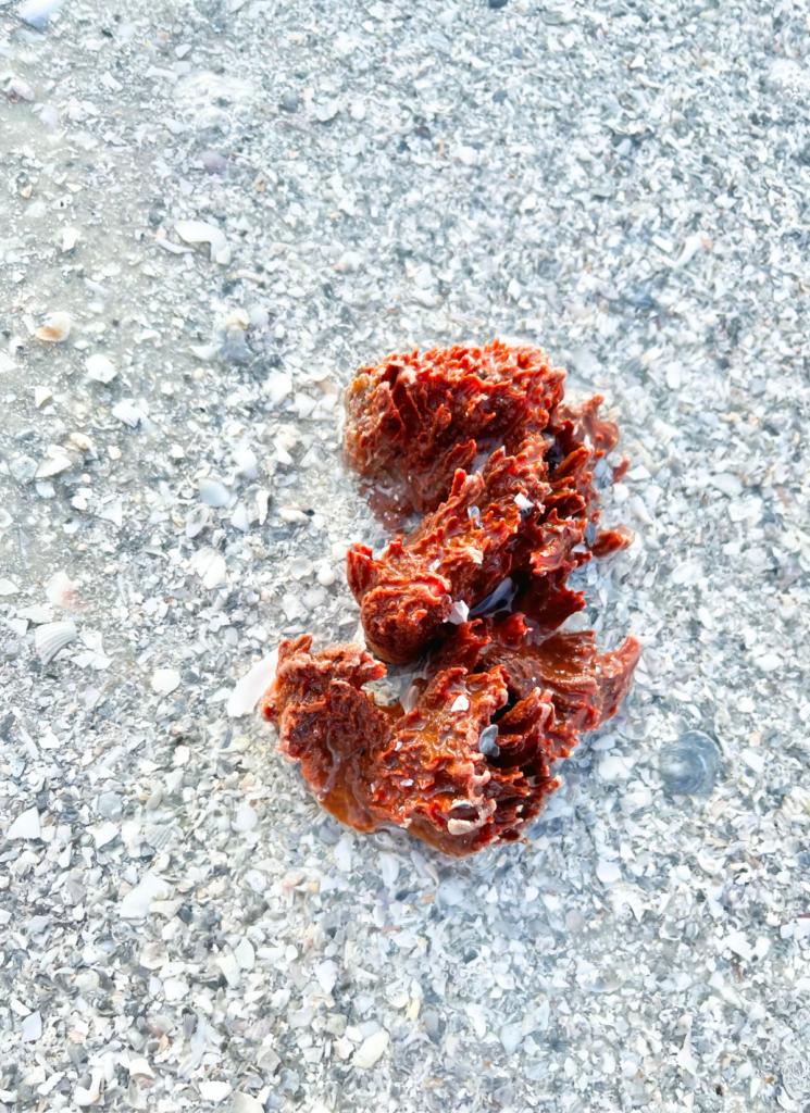 Best Beaches in Florida with Seashells (Best Shelling Spots from the ...