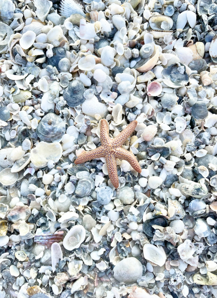 Best Beaches in Florida with Seashells (Best Shelling Spots from the ...