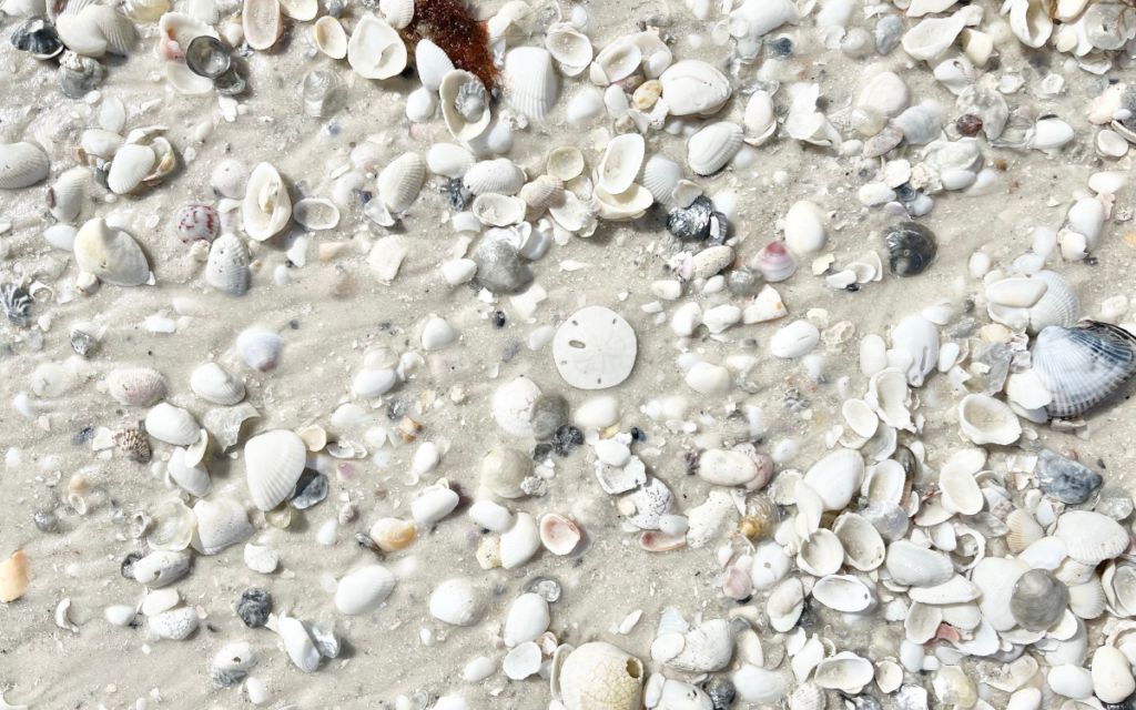 Best Beaches in Florida with Seashells (Best Shelling Spots from the ...