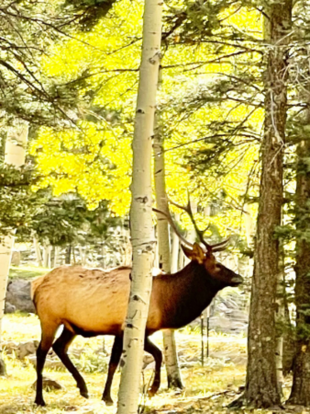 Fall in New Mexico: Where to See the Best Fall Colors Story - Mousin ...