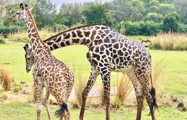 My Favorite 5 Day Walt Disney World Itinerary...Seriously, This Is What ...